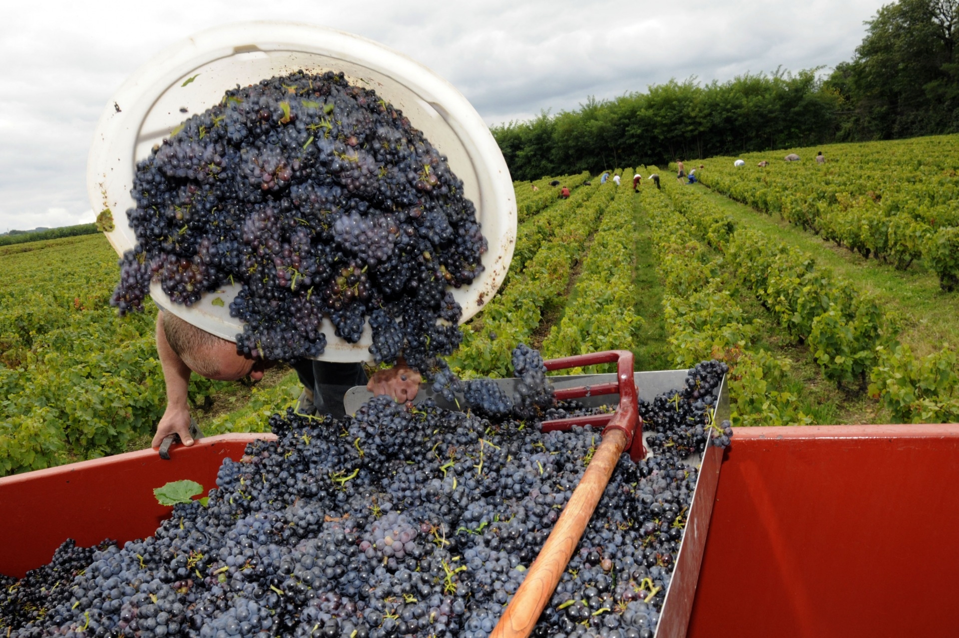 Vendanges, top départ pour le vignoble beaujolais ! – Revue Vinicole ...